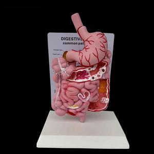 Jual Rebellion Human Digestive System Model Stomach Anatomy Large ...
