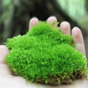 Jual NEW Moss mutiara | lumut terrarium | lumut aquascape | Moss forest ...