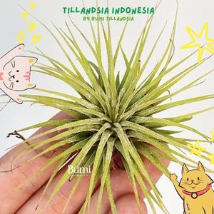Jual Tillandsia ionantha 'Stricta' - Air Plants Tanaman Udara - Kota ...
