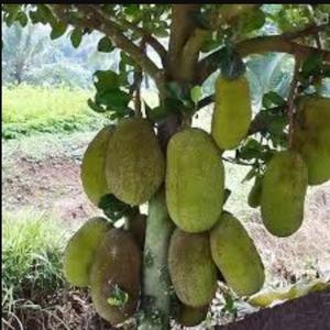 Jual POHON BIBIT TANAMAN BUAH NANGKA SRI BAJONG - Kota Surabaya ...