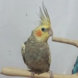 Jual Jual Burung Jinak Falk Pearl dan Grey free fly Limited - Kota ...