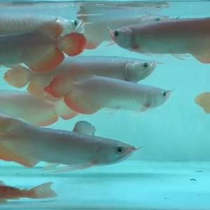 Jual ikan arwana super red size 19-20 cm lengkap chip sertifikat ...