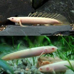 Jual Ikan Predator African Dragon Fish Palmas Albino 8-10 cm - Kota ...