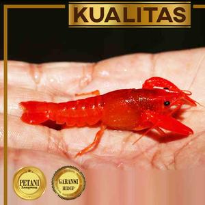 Jual udang hias lobster merah air tawar hiasan aquarium kolam lobsgi ...