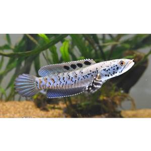 Jual ikan channa orna tipinis yellow lips full dot grade a kuplgu ...