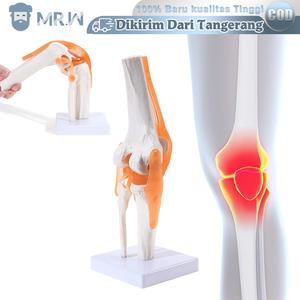 Jual Anatomical Knee Joint Model Model Anatomi Sendi Lutut Manusia ...