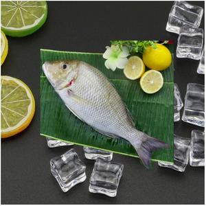 Jual Ikan Kaci Kaci Utuh 500 gram - Jakarta Selatan - Sayurbox | Tokopedia