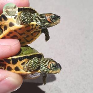 Jual KACHUGA TECTA / PANGSHURA TECTA INDIAN ROOFED TURTLE - Jakarta ...