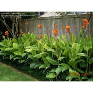 Jual TANAMAN HIAS KANA BATIK BUNGA ORANGE - TANAMAN HIAS HIDUP ...