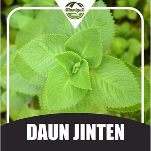 Jual Daun Jinten / Jintan / Bangun-Bangun 100 Gram - Kota Surabaya ...