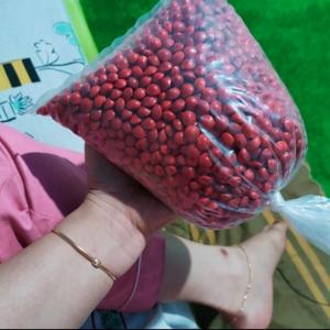 Jual Biji Saga Merah 1 Kg Siap Goreng Organik Bibit Hasil Kehutanan ...
