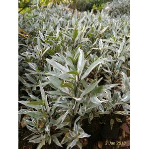 Jual tanaman hias gandarusa putih nmpces 7470sy - Kab. Tangerang ...