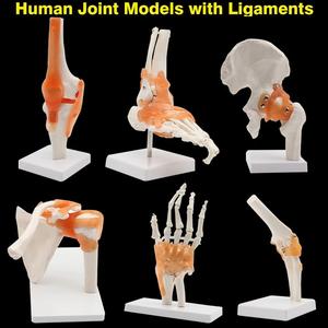 Jual Human Skeleton Joint Anatomy Models Knee Elbow Foot Hand - Kota ...