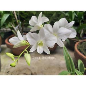 Jual BUM-229 ANGGREK DENDROBIUM ENOBI ALBA, DENDROBIUM ENOBY WHITE ...