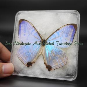 Jual Real Butterfly Specimens Rare Butterflies Beautiful And Stunning ...