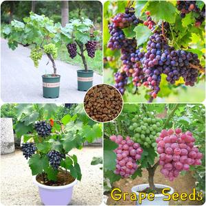Jual Dwarf Grape Seeds 100pcs Fruit Tree Seeds For Planting Rare Air ...