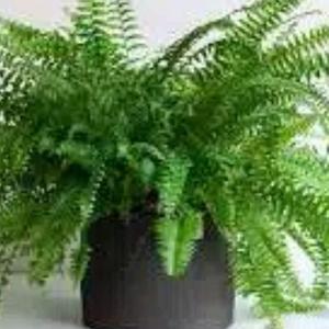 Jual New Promo Tanaman hias pakis Boston - hiasan taman - Kab ...