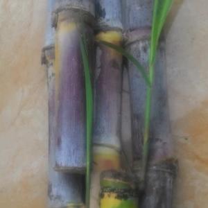 Jual Bibit Tebu Varietas PS 862 1 Kg Unggul Siap Tumbuh Organik ...