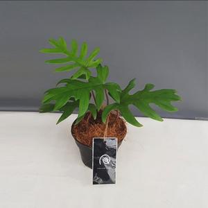 Jual TANAMAN PHILODENDRON MAYOI - POHON PHILO - MONSTERA JARI - Kota ...