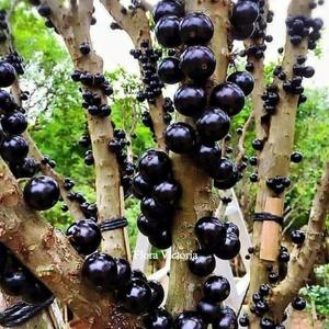 Jual tanaman anggur brazil atau anggur pohon rimbun Valid 100% - Kab ...