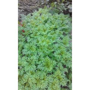 Jual BIBIT KENIKIR SAYUR ULAM RAJA SIAP TANAM HARGA PERBATANG - Kota ...