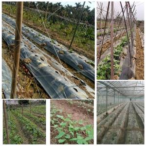 Jual Jaring rambatan tanaman 100mx4m jaring pertanian net jaring ...