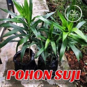 Jual Bibit tanaman Pohon Suji - tanaman herbal dan bumbu masakan - Kab ...