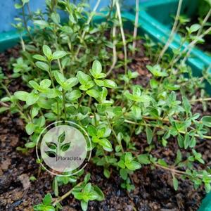 Jual Pohon thyme - Bibit tanaman thyme satu pot - Common thyme - Daun ...