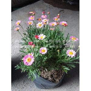 Jual Bibit tanaman hias bunga kenikir ungu EEEE - Jakarta Barat ...