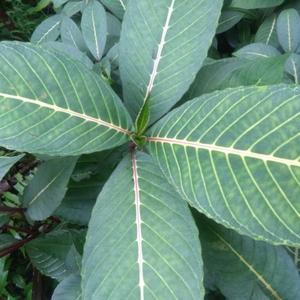 Jual New stek pohon hias hutan unik - Kab. Karawang - Widuri Kembang ...