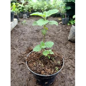 Jual Bibit Tanaman Lemon Balm - Daun Lemon Mint - Tanaman Herbal Lemon ...