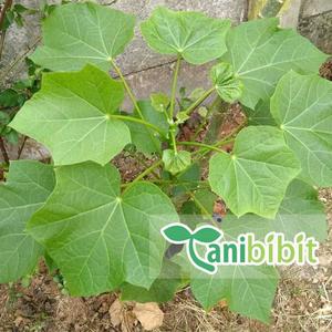 Jual Bibit Tanaman Pohon Jarak Pagar - Daun Jarak Pagar EEEE - Jakarta ...
