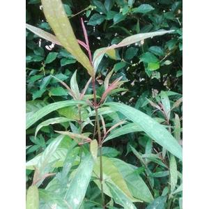 Jual Terbaik Ready Daun hejo mencos segar 500gram Ready - Kab ...