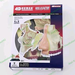 Jual Human Nasal Cavity Anatomical Model Human Nose Anatomy ANATOMY ...
