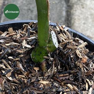 Jual New Tanaman Hias Monstera Green On Green Variegata | Monstera Gog ...