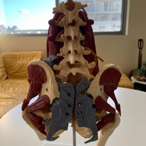 Jual Model Anatomi 1:1 lumbar vertebrae with vital muscles Pelvic ...