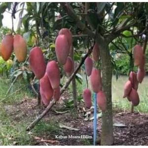 Jual Tanaman Pohon mangga red emperor rimbun - Kota Jambi - Kebun Muara ...