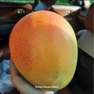 Jual Tanaman Pohon Mangga Agrimania rimbun - Mangga, Biasa - Kota Jambi ...