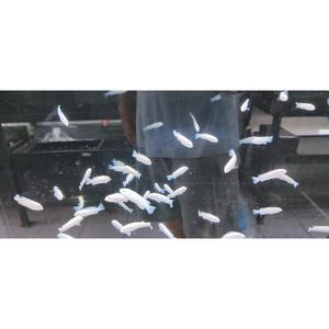 Jual Ikan snow white cichlid, lemon cichlid, niasa - Snow white - Kota ...
