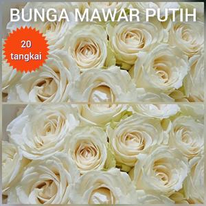 Jual sh3 bunga mawar putih 20 tangkai white rose bunga png segar ...