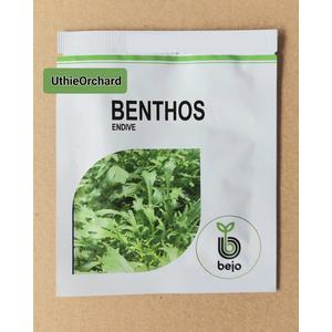 Jual Benih Bejo Seed - Endive Benthos Kemasan 1000 seeds - Kota ...