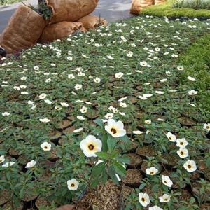 Jual ( bisa cod ) tanaman hias bunga pukul 8 - tunera - yolan zbrhya ...