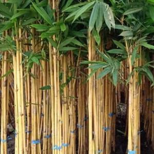 Jual tanaman pohon bambu kuning /bambu pagar - Kota Depok - Wijaya ...