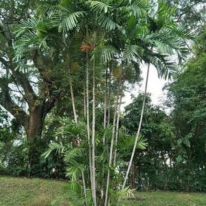 Jual tanaman pohon palm Jepang (palm hijau) tinggi 4 meter sampai 5 ...