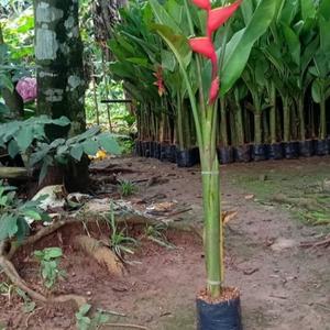 Jual pohon pisang Bali /pisang karibay/pisang Pisangan bohay - Kota ...