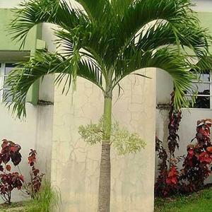 Jual tanaman pohon palm putri tinggi 3 meter - Kota Depok - Wijaya ...