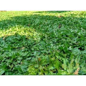 Jual Tanaman Rumput Gajah Per 1/2 Meter - Rumput Gajah Hidup Untuk ...