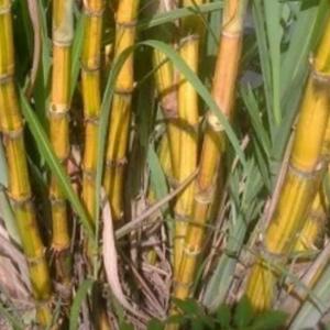 Jual Bibit Tebu Arjuna 1Kg Kuning Unggul Siap Tumbuh Organik Nusantara ...