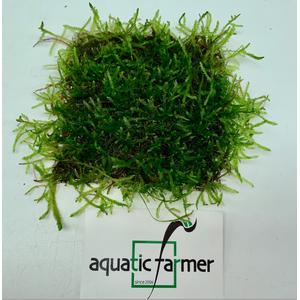 Jual Live Plants Java Moss On Wire Mesh By Aquatic Farmer - Kab. Bogor ...