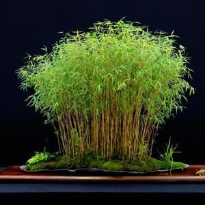 Jual Tanaman Hias Bambu Micro mini Thailand - sasa pygmaea bamboo dwarf ...